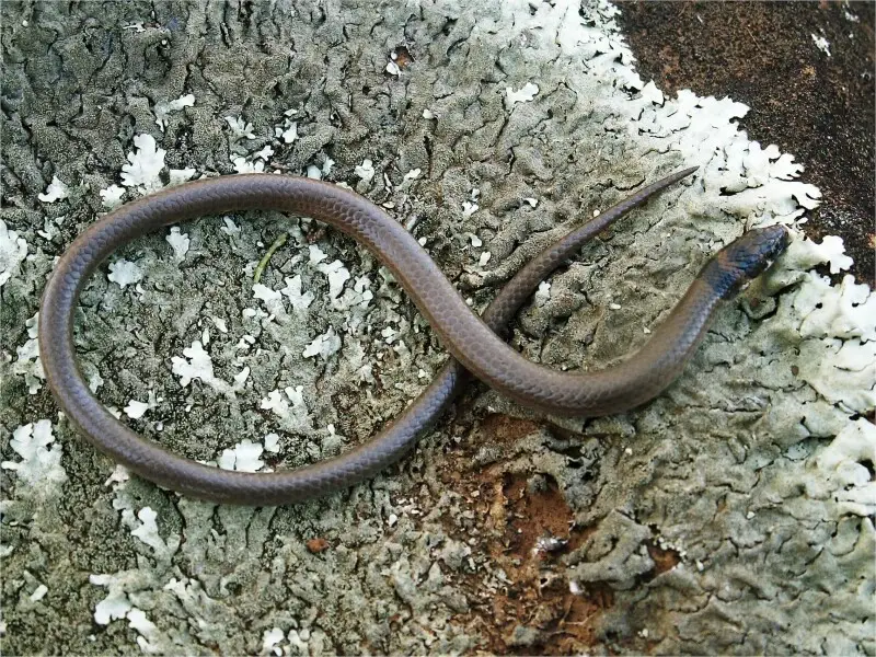 Delma tincta - Facts, Diet, Habitat & Pictures on Animalia.bio