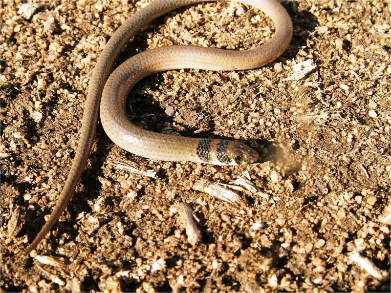 Delma tincta - Facts, Diet, Habitat & Pictures on Animalia.bio