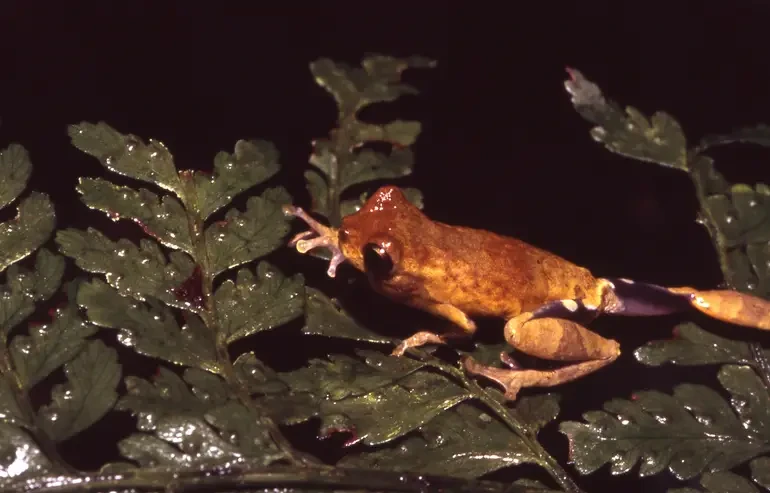 Dendropsophus parviceps - факти, дієта, ареал і фотографії на Animalia.bio