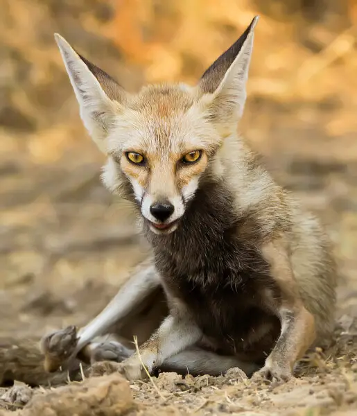 White-footed fox - Facts, Diet, Habitat & Pictures on Animalia.bio