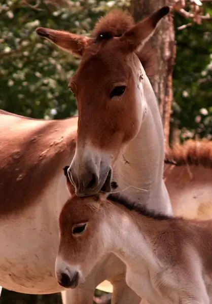 Kiang - Facts, Diet, Habitat & Pictures on Animalia.bio