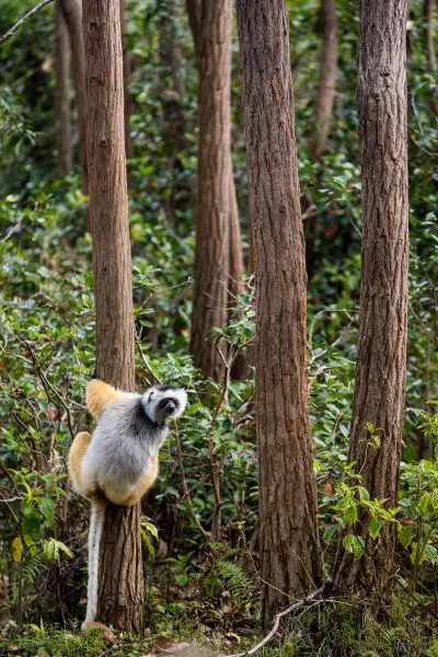 Diademed Sifaka - Facts, Diet, Habitat & Pictures on Animalia.bio