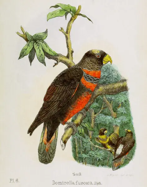 Dusky lory - Facts, Diet, Habitat & Pictures on Animalia.bio