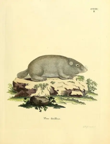 Cape dune mole-rat - Facts, Diet, Habitat & Pictures on Animalia.bio