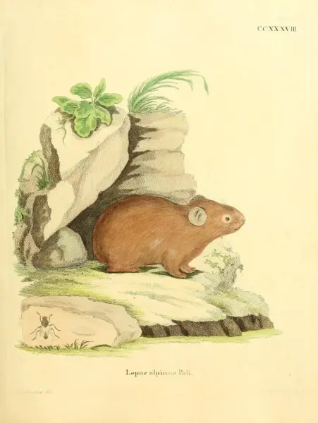 Alpine pika - Facts, Diet, Habitat & Pictures on Animalia.bio