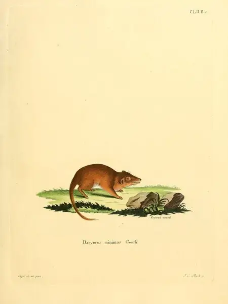 Swamp antechinus - Facts, Diet, Habitat & Pictures on Animalia.bio