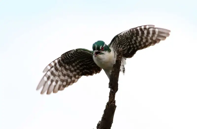 Chrysococcyx caprius - факти, дієта, ареал і фотографії на Animalia.bio