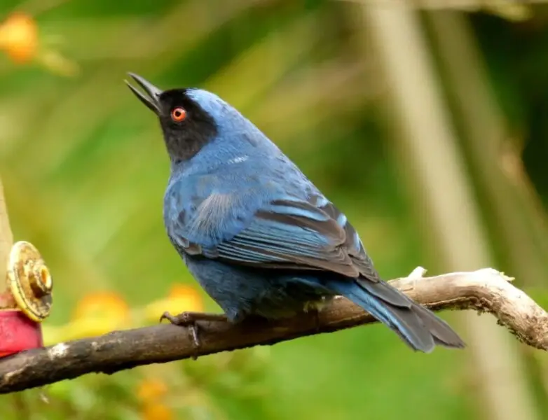 Diglossa cyanea - факти, дієта, ареал і фотографії на Animalia.bio