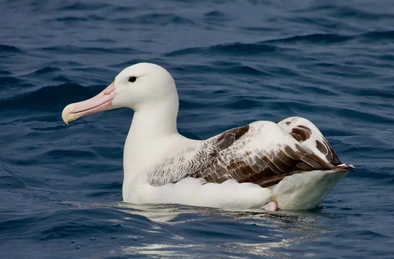 Southern royal albatross - Facts, Diet, Habitat & Pictures on Animalia.bio