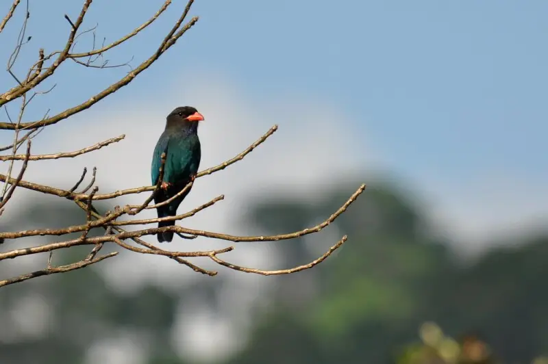Oriental dollarbird - Facts, Diet, Habitat & Pictures on Animalia.bio