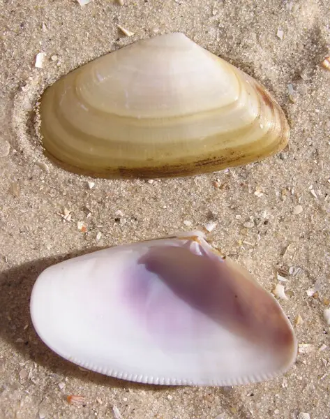 Donax trunculus - Facts, Diet, Habitat & Pictures on Animalia.bio