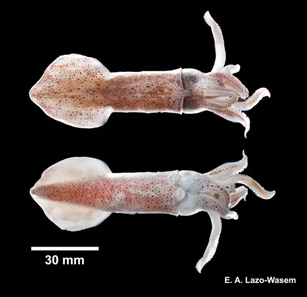 Longfin inshore squid - Facts, Diet, Habitat & Pictures on Animalia.bio