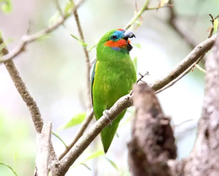 Pappagallo dei fichi dagli occhiali - Fatti, dieta, habitat e immagini ...