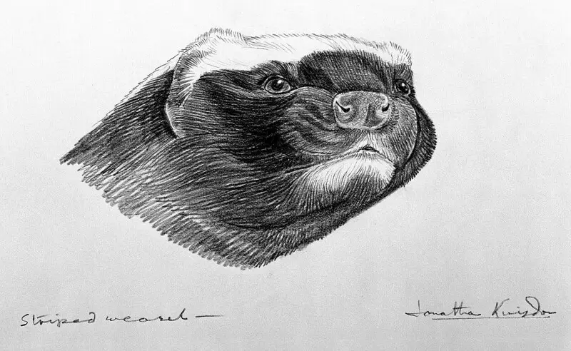 Poecilogale albinucha - Facts, Diet, Habitat & Pictures on Animalia.bio