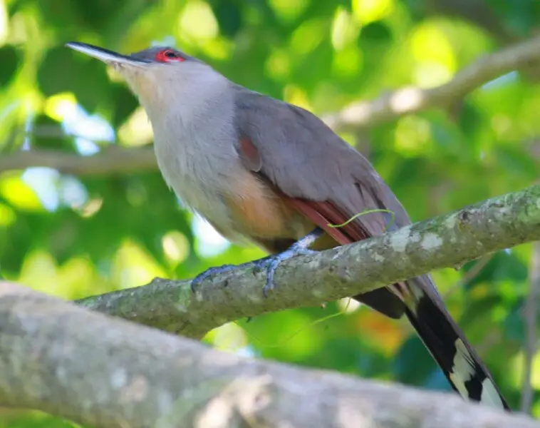 Hispaniolan lizard cuckoo - Facts, Diet, Habitat & Pictures on Animalia.bio