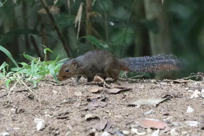 Asian red-cheeked squirrel - Facts, Diet, Habitat & Pictures on ...