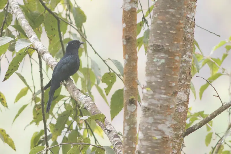 Square-tailed drongo-cuckoo - Facts, Diet, Habitat & Pictures on Animalia.bio