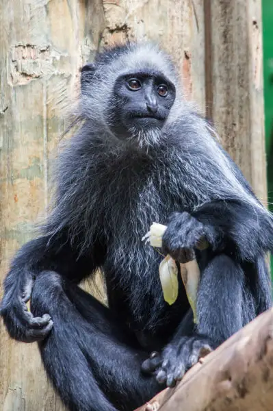 King Colobus - Facts, Diet, Habitat & Pictures on Animalia.bio