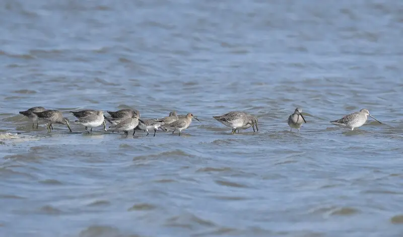 Long-billed dowitcher - Facts, Diet, Habitat & Pictures on Animalia.bio