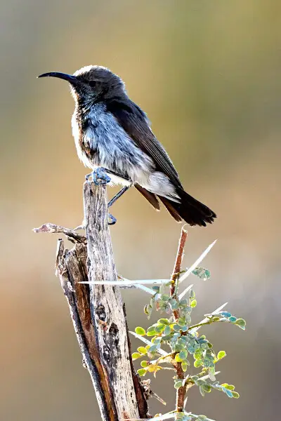 Dusky sunbird - Facts, Diet, Habitat & Pictures on Animalia.bio