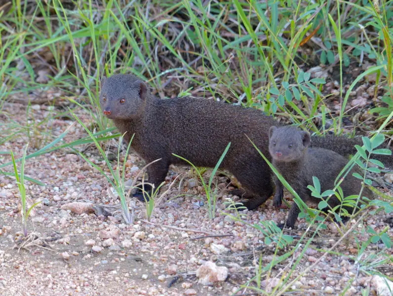 Common Dwarf Mongoose - Facts, Diet, Habitat & Pictures on Animalia.bio
