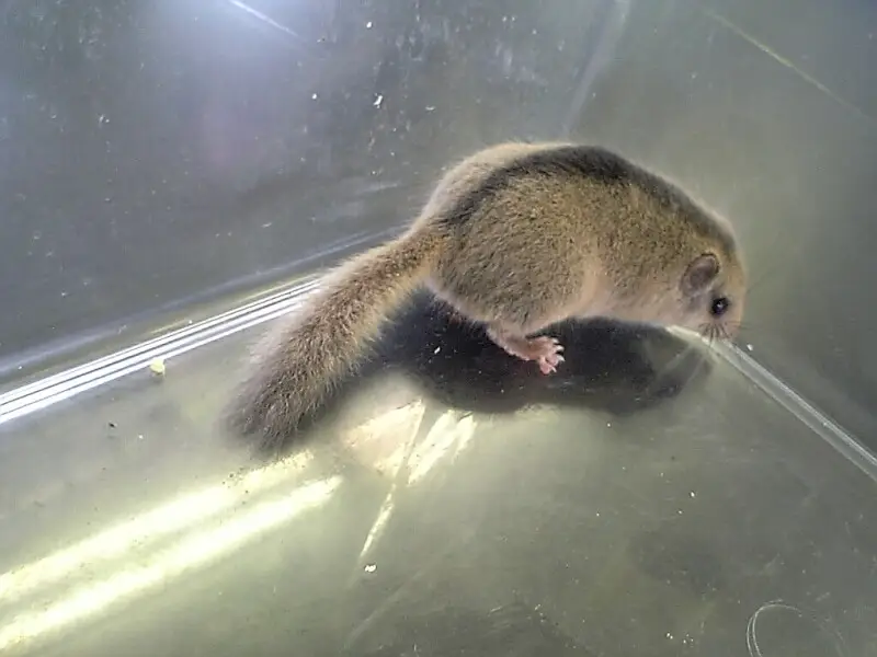 Glirulus japonicus - факти, дієта, ареал і фотографії на Animalia.bio