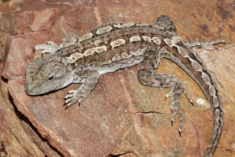 Eastern bearded dragon - Facts, Diet, Habitat & Pictures on Animalia.bio