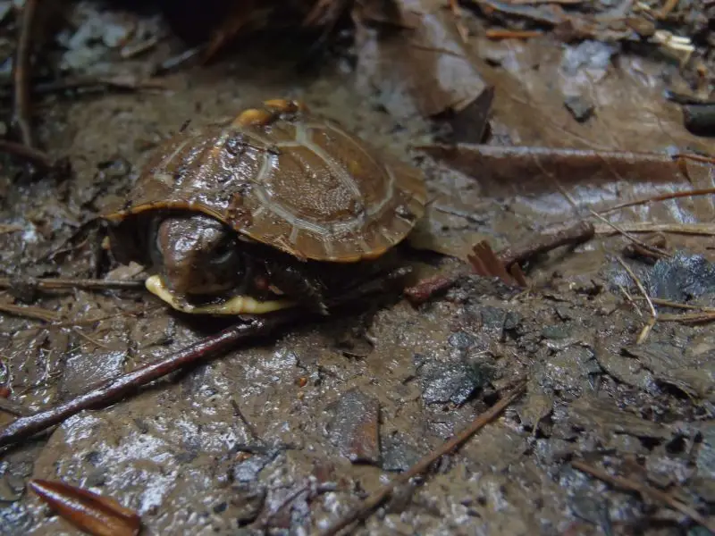 Common Box Turtle - Facts, Diet, Habitat & Pictures on Animalia.bio