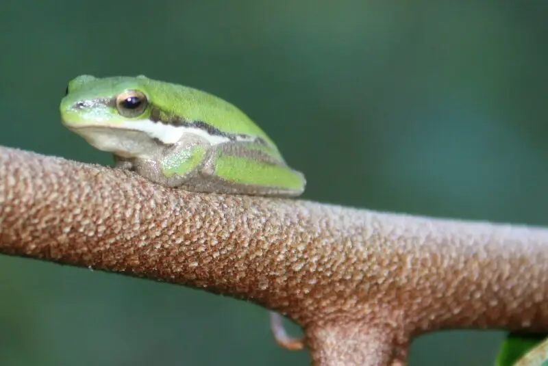 Eastern dwarf tree frog - Facts, Diet, Habitat & Pictures on Animalia.bio