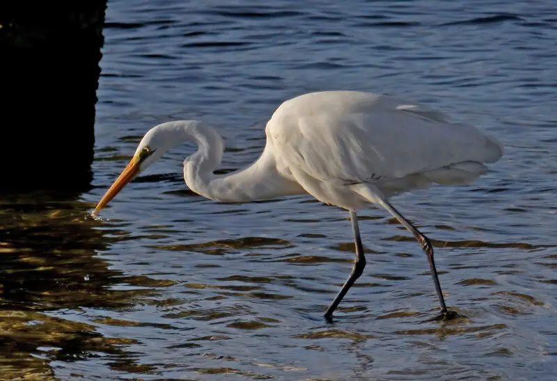 Eastern great egret - Facts, Diet, Habitat & Pictures on Animalia.bio