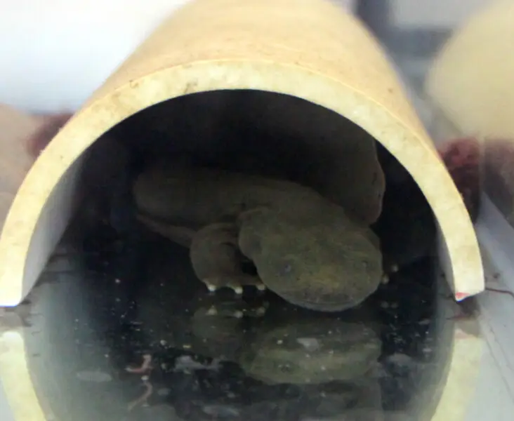 Hellbender - Facts, Diet, Habitat & Pictures on Animalia.bio