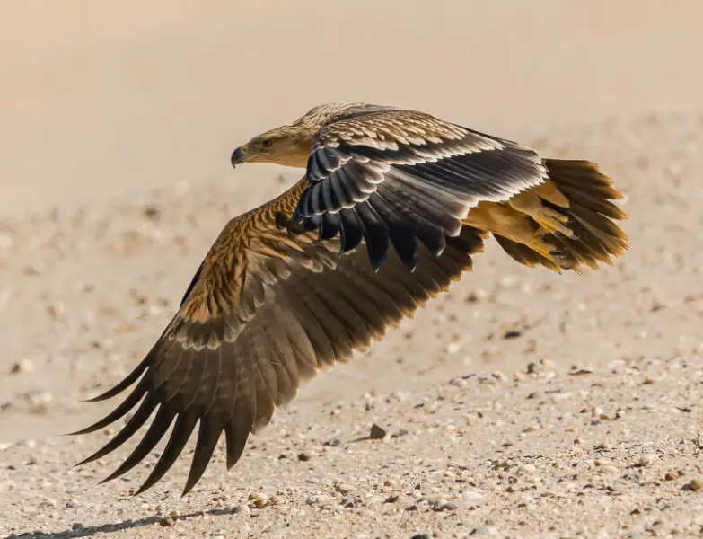 Eastern imperial eagle - Facts, Diet, Habitat & Pictures on Animalia.bio