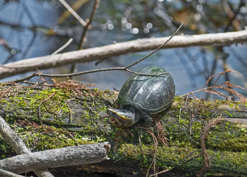 Common Musk Turtle - Facts, Diet, Habitat & Pictures on Animalia.bio