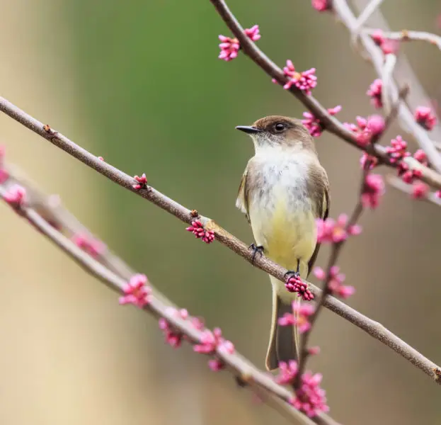 Eastern Phoebe - Facts, Diet, Habitat & Pictures on Animalia.bio