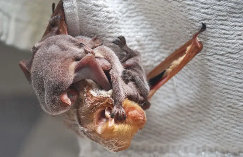 Eastern Red Bat - Facts, Diet, Habitat & Pictures on Animalia.bio