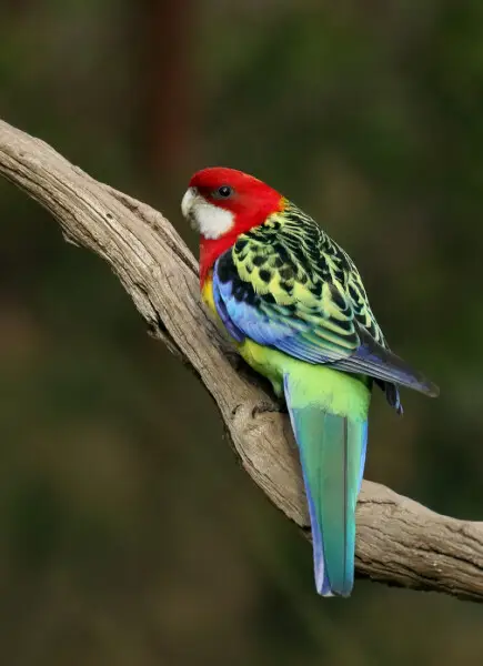 Eastern rosella - Facts, Diet, Habitat & Pictures on Animalia.bio