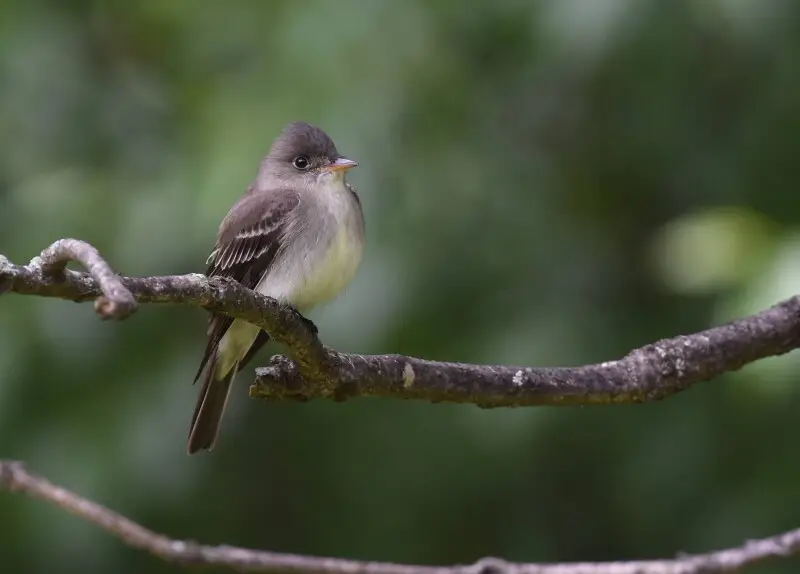 Eastern wood pewee - Facts, Diet, Habitat & Pictures on Animalia.bio