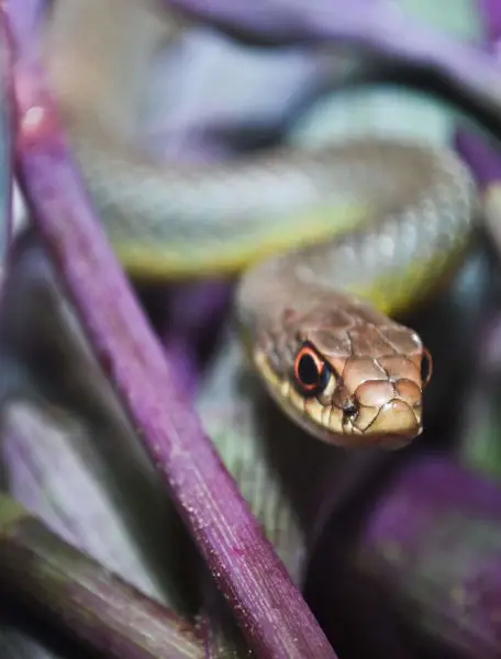 Eastern Racer - Facts, Diet, Habitat & Pictures on Animalia.bio