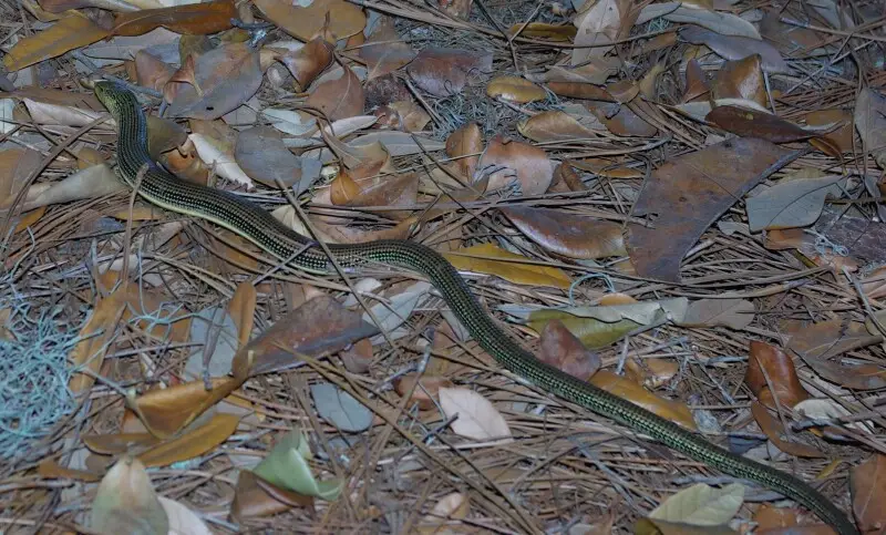 Eastern glass lizard - Facts, Diet, Habitat & Pictures on Animalia.bio