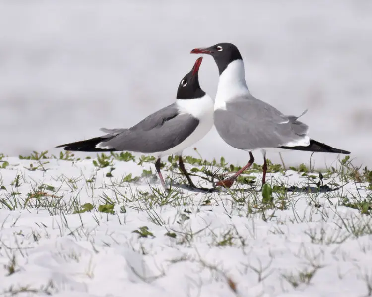 Laughing Gull - Facts, Diet, Habitat & Pictures on Animalia.bio