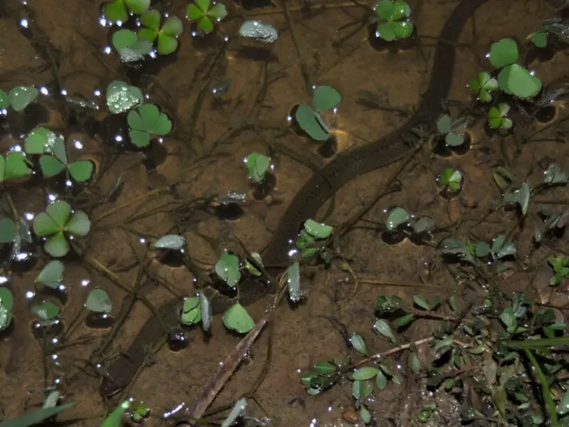 Rice paddy snake - Facts, Diet, Habitat & Pictures on Animalia.bio