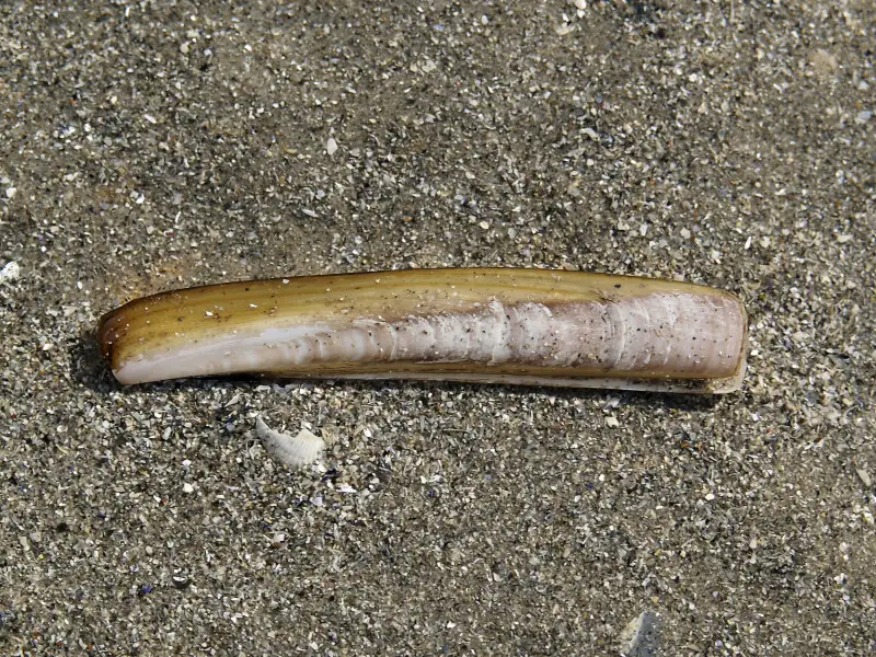 Atlantic jackknife clam - Facts, Diet, Habitat & Pictures on Animalia.bio