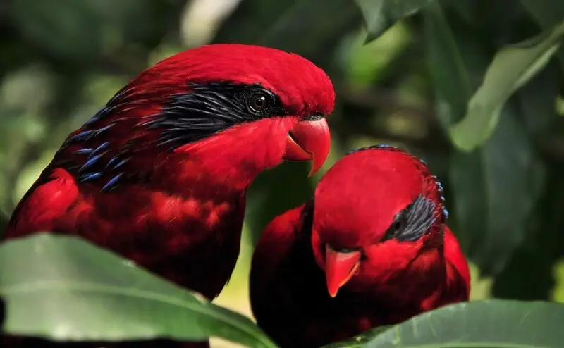 Blue-streaked lory - Facts, Diet, Habitat & Pictures on Animalia.bio