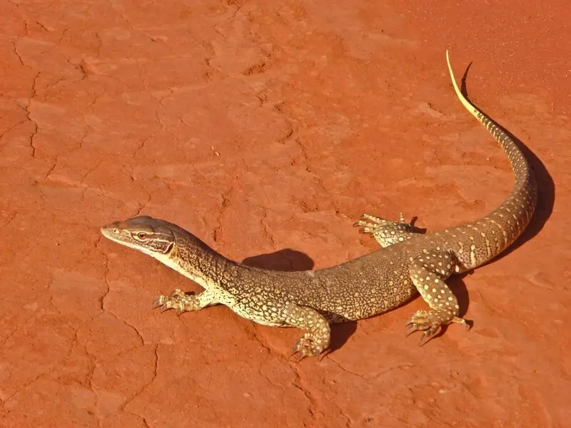 Sand goanna - Facts, Diet, Habitat & Pictures on Animalia.bio