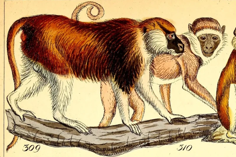 Erythrocebus poliophaeus - факти, дієта, ареал і фотографії на Animalia.bio