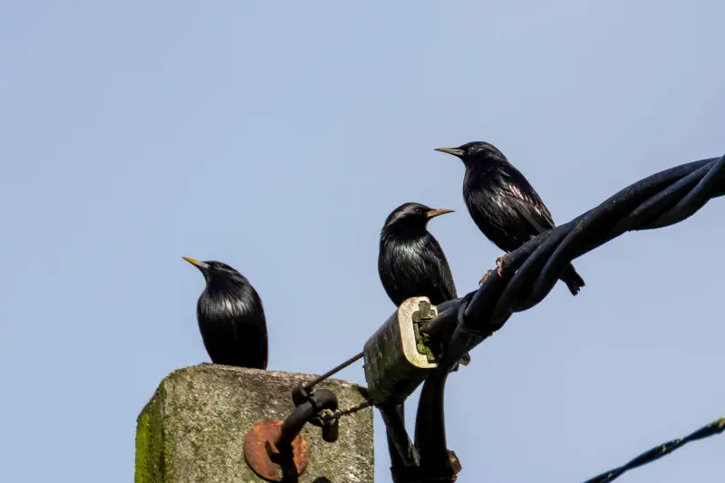 Spotless starling - Facts, Diet, Habitat & Pictures on Animalia.bio