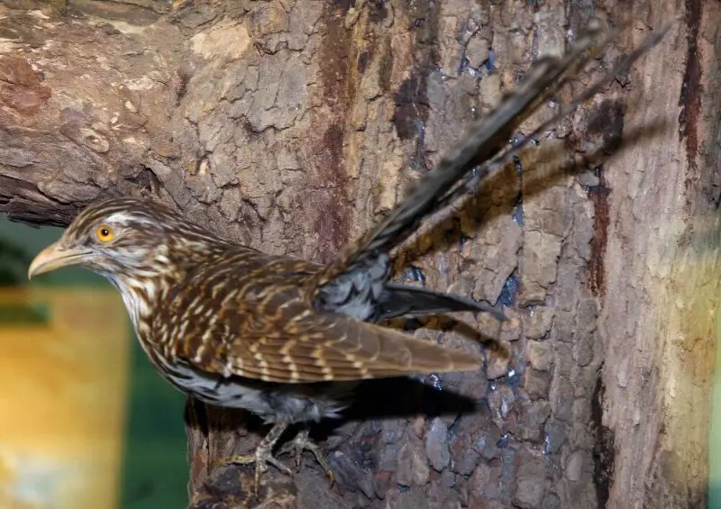 Pacific long-tailed cuckoo - Facts, Diet, Habitat & Pictures on ...