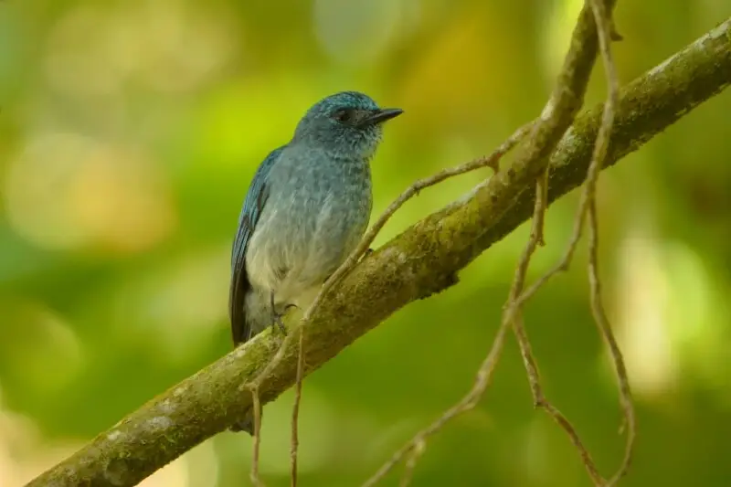 Turquoise flycatcher - Facts, Diet, Habitat & Pictures on Animalia.bio