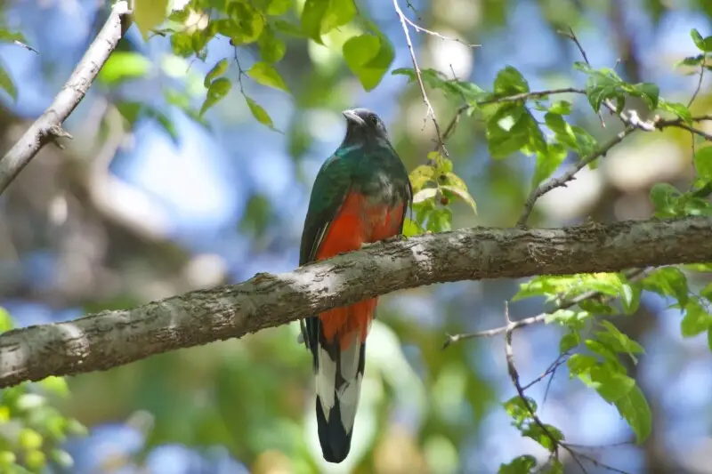 Eared quetzal - Facts, Diet, Habitat & Pictures on Animalia.bio