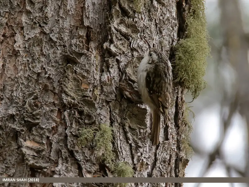 Eurasian treecreeper - Facts, Diet, Habitat & Pictures on Animalia.bio